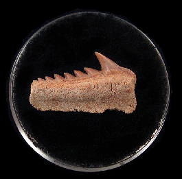 Hexanchus microdon tooth M656 | Buried Treasure Fossils