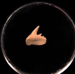 Hexanchus microdon tooth M665 | Buried Treasure Fossils