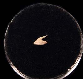 Moroccan Heptranchias tooth | Buried Treasure Fossils