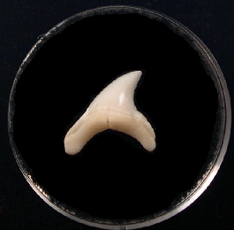 Modern Thresher shark tooth | Buried Treasure Fossils