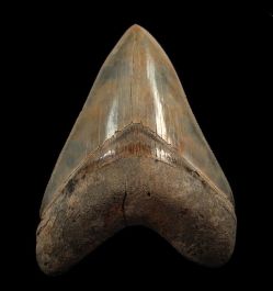 Rare Calvert Cliffs Megalodon tooth for sale : Buried Treasure Fossils