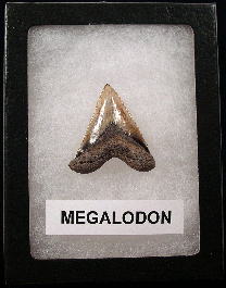 Small Megalodon tooth for sale