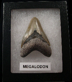 First Bone Valley Megalodon tooth | Buried Treasure Fossils