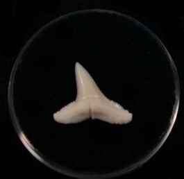 Extant Lemon shark tooth for sale | BuriedTreasureFossils