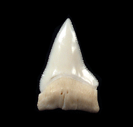 Speartooth shark tooth | Buried Treasure Fossils