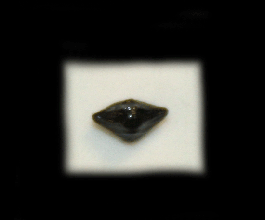 Ptychotrigon triangularis