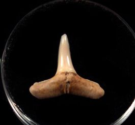 Baja Negaprion brevirostos tooth for sale | Buried Treasure Fossils