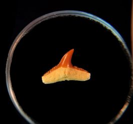 Baja Carcharhinus brachyurus tooth for sale | Buried Treasure Fossils