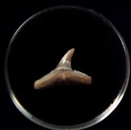 Mexican Carcharhinus brachyurus tooth for sale | Buried Treasure Fossils