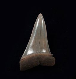 Carcharodon hastalis