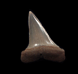Big Netherlands Cosmopolitodus hastalis tooth for sale | Buried ...