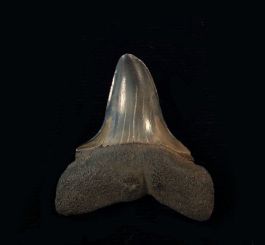 Carcharodon hastalis - Pathologic