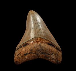 Atlantic ocean Megalodon tooth for sale | Buried Treasure Fossils