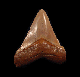Colorful Atlantic ocean Otodus Chubutensis tooth for sale | Buried ...