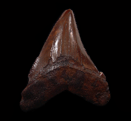 Copper-red Auriculatus shark tooth for sale | Buried Treasure Fossils