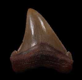Big No. Carolina Angustidens shark teeth for sale | Buried Treasure Fossils