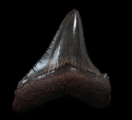 Real Copper-red Angustidens tooth for sale | Buried Treasure Fossils