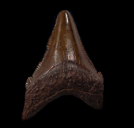 NC Carcharocles angustidens tooth for sale | Buried Treasure Fossils