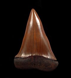 Carcharodon hastalis - NC Red Site