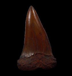 Copper-Red Mako shark tooth for sale | Buried Treasure Fossils