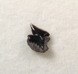 Centrophorous squamosus tooth - New Zealand | Buried Treasure Fossils