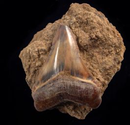 Carcharocles chubutensis