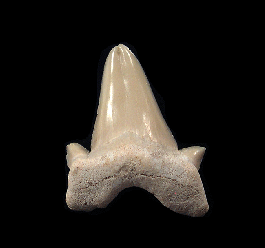 Split tip pathologic Otodus shark tooth | Buried Treasure Fossils