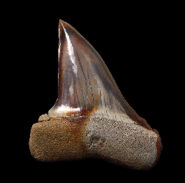 Big Peruvian Carcharodon hastalis tooth for sale | Buried Treasure Fossils