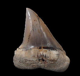 Perfect Peruvian Carcharodon hastalis shark tooth for sale | Buried ...