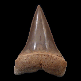 Peruvian Carcharodon hastalis tooth for sale | Buried Treasure Fossils