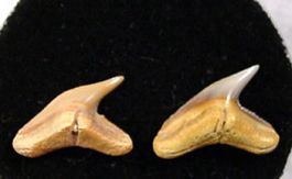 Galeocerdo contortus