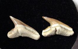 Galeocerdo contortus