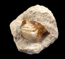 Deltodus concha tooth for sale | Buried Treasure Fossils