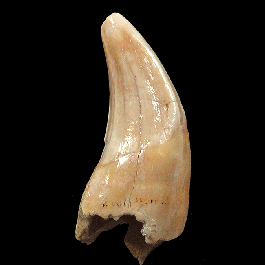 Perfect cave bear tooth for sale