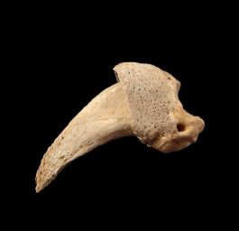 Rare Brown bear claw for sale | Buried Treasure Fossils