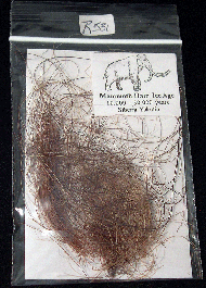 Real Woolly Mammoth hair | Buried Treasure Fossils