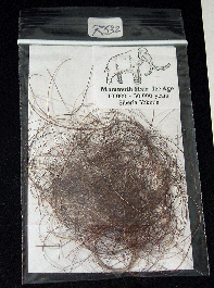 Mammoth hair | Buried Treasure Fossils