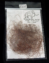 Ice Age Woolly Mammoth hair | Buried Treasure Fossils