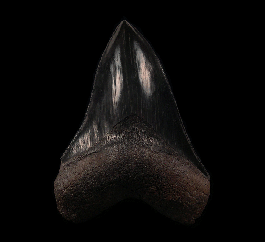 Extra Large Black Megalodon tooth for sale | Buried Treasure Fossils