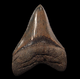 Otodus megalodon tooth | Buried Treasure Fossils