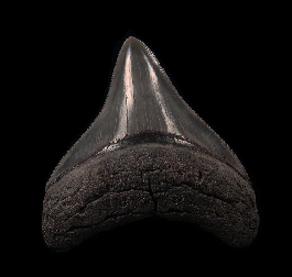 A killer gray Meg tooth for sale | Buried Treasure Fossils