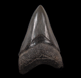 Big SC Meg tooth for sale | Buried Treasure Fossils