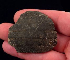 Myliobatis sp. (Eocene)