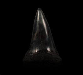 Quality SC Cosmopolitodus hastalis tooth for sale | Buried Treasure Fossils