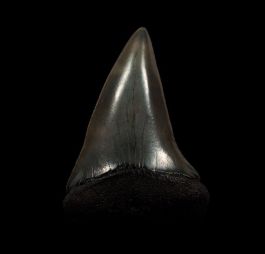 Top Quality Isurus hastalis shark tooth for sale | Buried Treasure Fossils