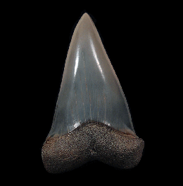 Colorful SC Hastalis tooth for sale | Buried Treasure Fossils