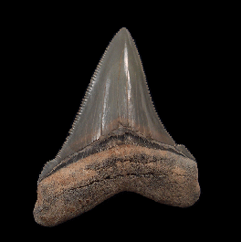 Extra large SC Angustidens tooth for sale | Buried Treasure Fossils