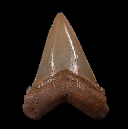 Summerville SC Angustidens tooth for sale | Buried Treasure Fossils