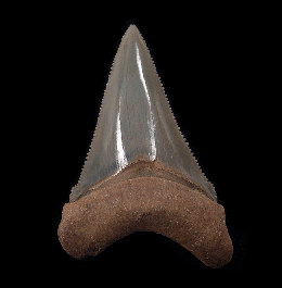 Quality SC Angustidens tooth for sale | Buried Treasure Fossils