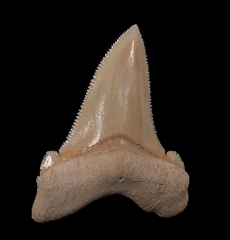 Nice Summerville Angustidens tooth for sale | Buried Treasure Fossils